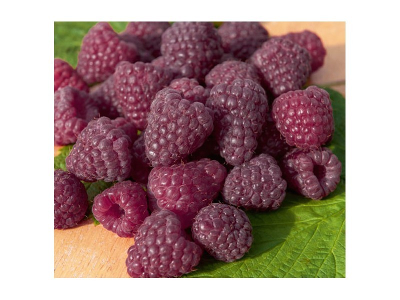 Framboisier non remontant ROYALTY