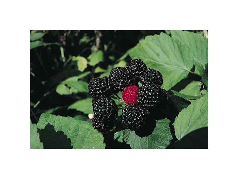 Framboisier non remontant BRISTOL