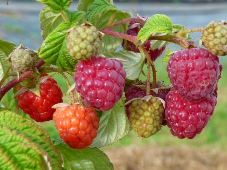 Framboisier remontant BOIS-BLANC | Plants de petits fruits - framboises