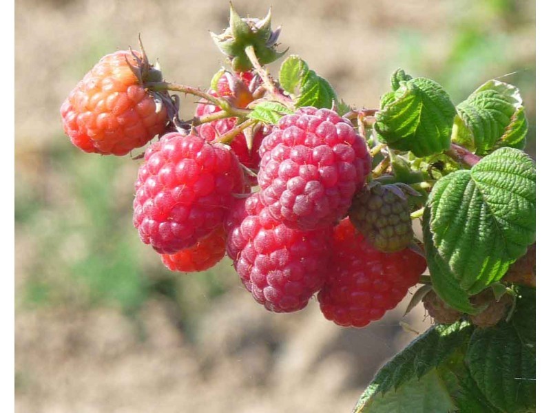 Framboisier remontant BOIS-BLANC | Plants de petits fruits - framboises