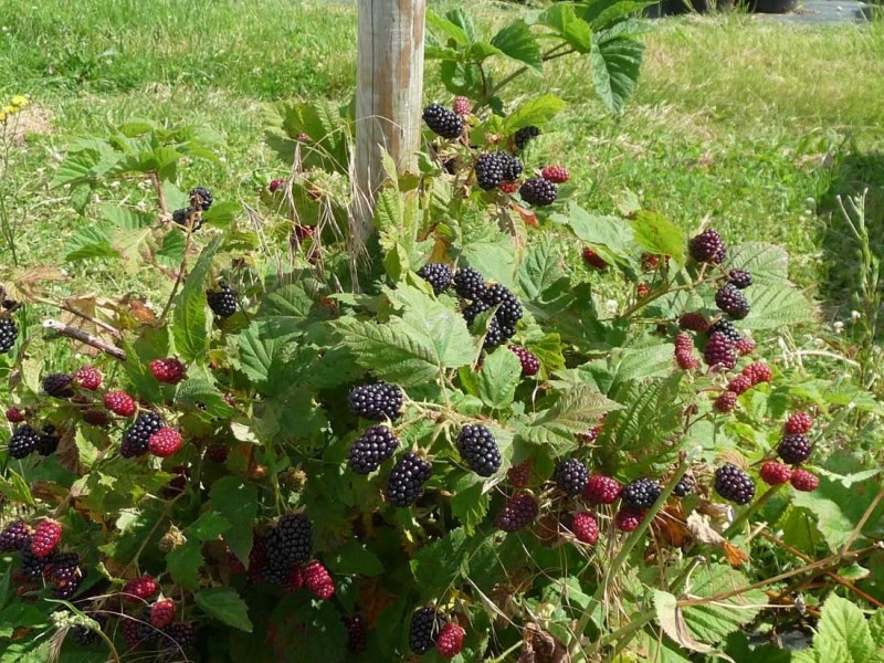 Mûre des jardins CHESTER